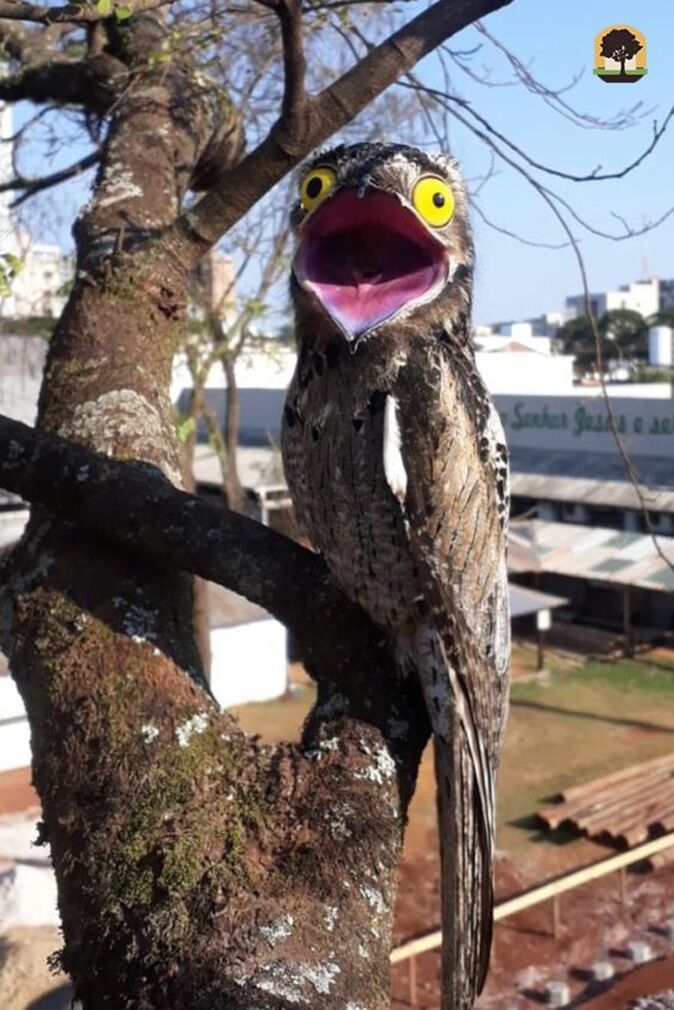 Urutau: Conheça suas lendas, grito e mitos