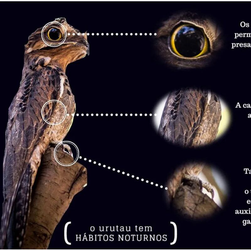 Urutau: Conheça suas lendas, grito e mitos